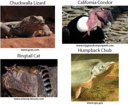 GRAND CANYON PLANTS AND ANIMALS | Grand Canyon Helicopter Tour Serenity