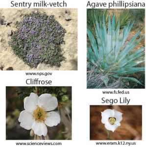 GRAND CANYON PLANTS AND ANIMALS | Grand Canyon Helicopter Tour Serenity